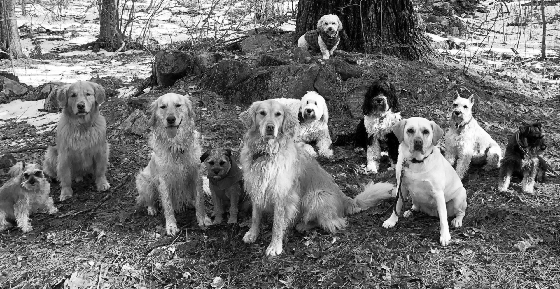 Home [vipdogdays.co.uk]